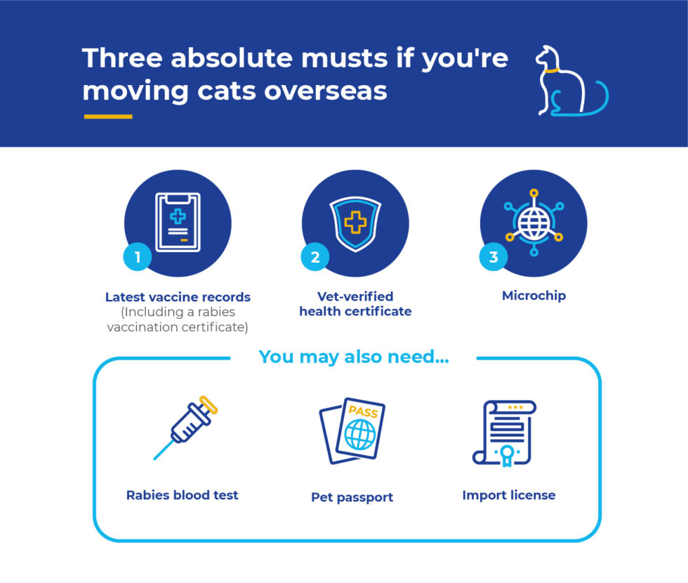 Moving Overseas with Cats | Crown Relocations NZ